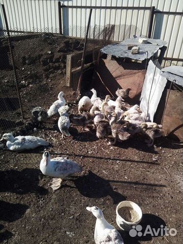 Мускусные утята и подрощенные гусята