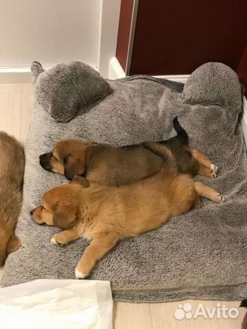 Щенки вельш корги пемброк метисы