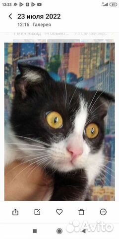 Котёныш -мальчик 3,5мес. ответственным людям