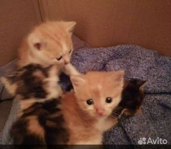 Котята