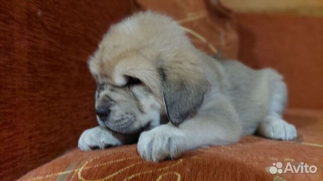 Испанский мастиф