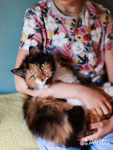 Кошка Яркая Красавица