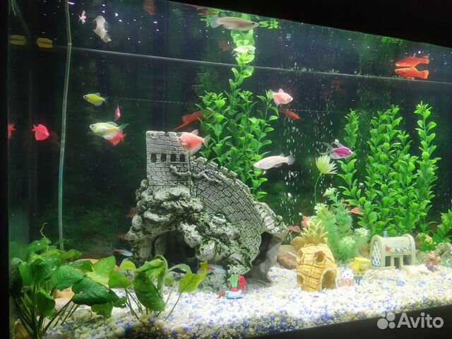Аквариум juwel rio 240