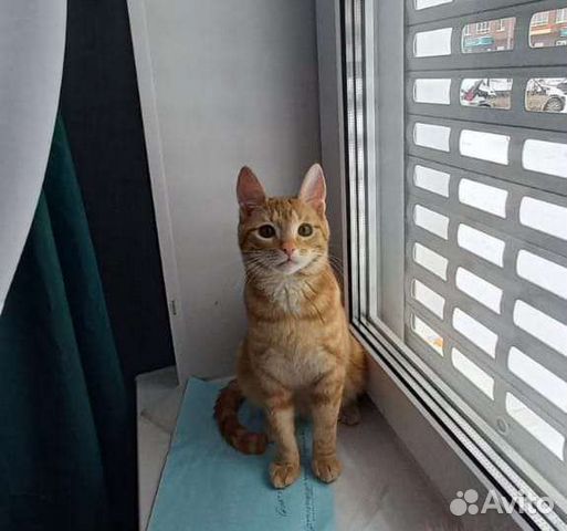 Кот турецкий короткошерстный