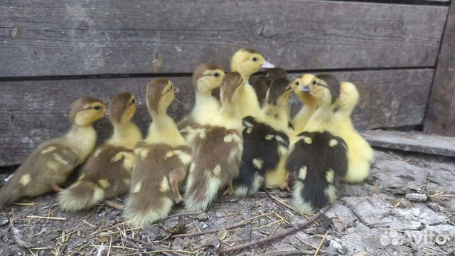 Мускусные утки