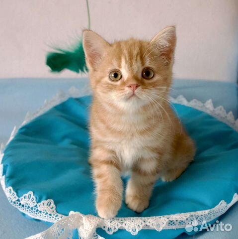 Породистая кошечка скоттиш страйт красное солнышко