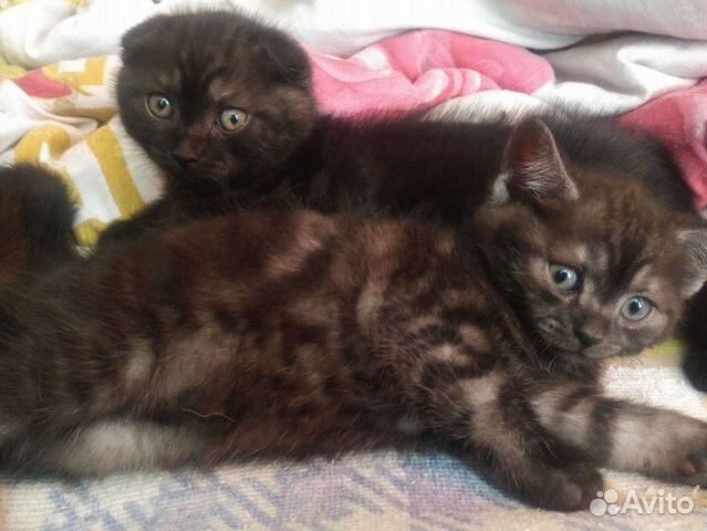 Шотландские короткошёрстные котята 1,5 мес