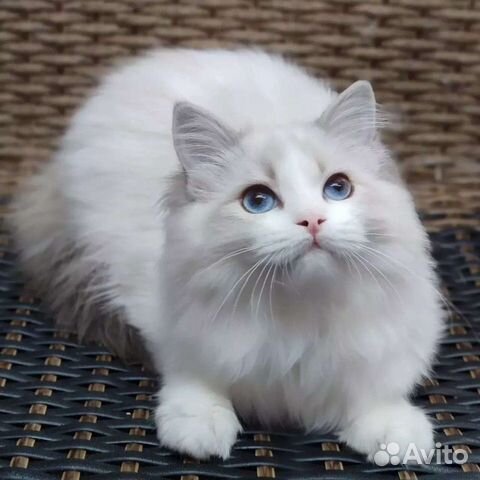 Diana, в разведение, рэгдолл