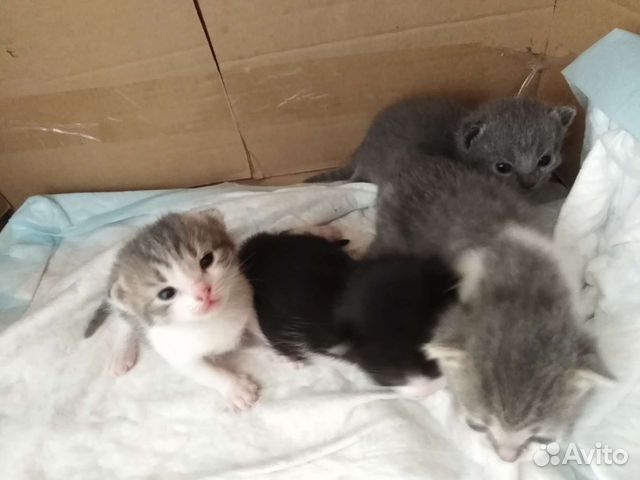 Котенок вислоухий