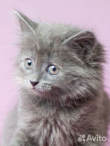 Котенок Ася, 2 мес в дар