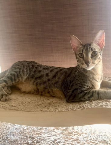 Котенок саванна