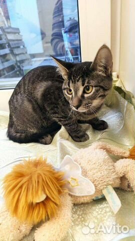 Котенок Диего в добрые руки