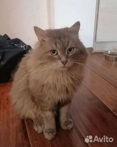 Коту Леве нужен дом или передержка