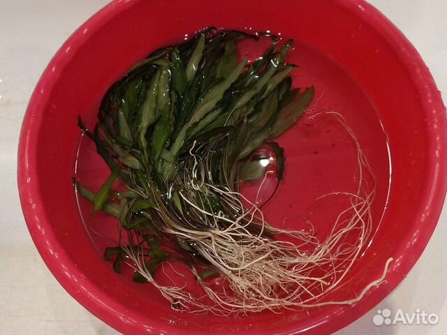 Криптокорина обмен