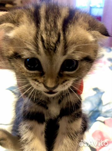 Вислоухие котята в добрые руки