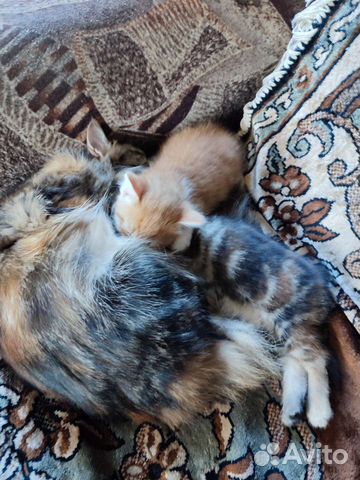 Котята в добрые руки 1 месяц. Ласковые добрые