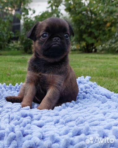 Пти брабансон