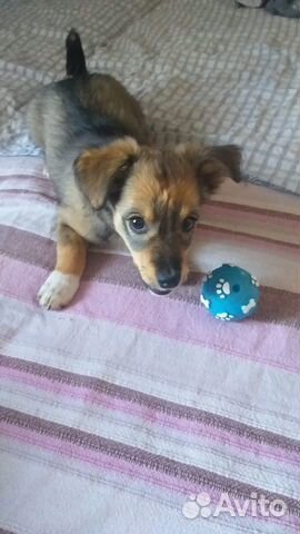 Щеночек вырастит до 30 см в холке