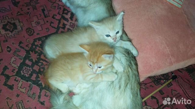 Котенок в добрые руки