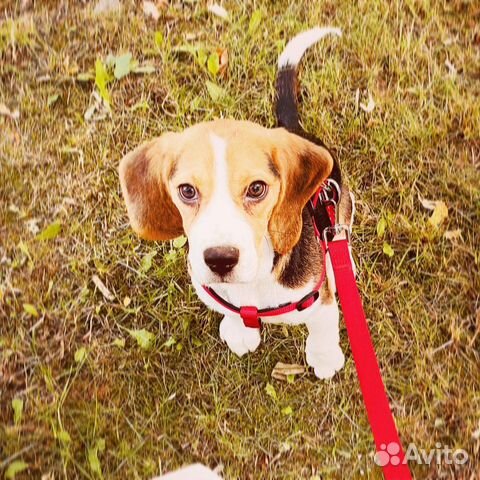 Щенок Бигль