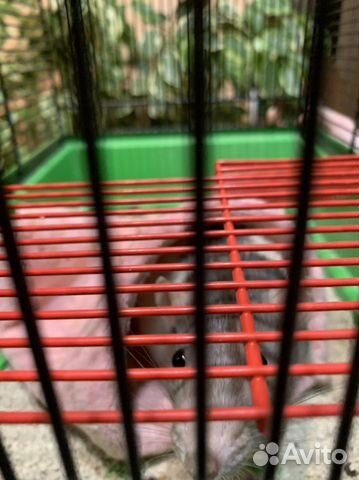 Крыса домашняя