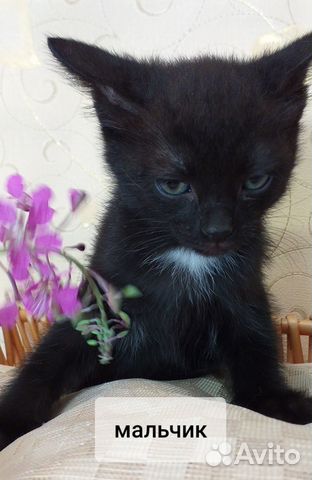 Котята чёрные с белым. 1,5 мес