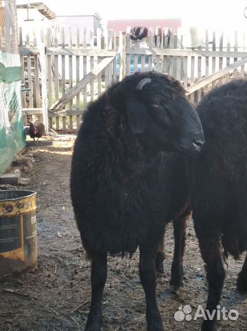 Продам барана на праздник Курбан айт