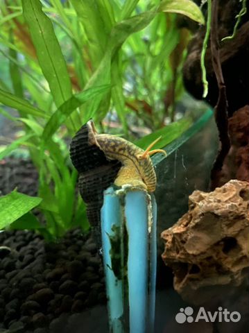 Улитка тиломелания улитка кролик