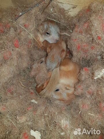 Белки и бельчата