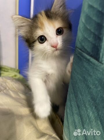 Котенок кошечка 1.5 мес
