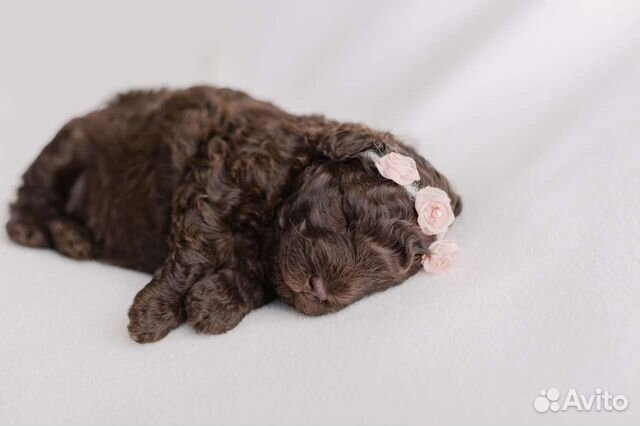 Щенок карликового пуделя
