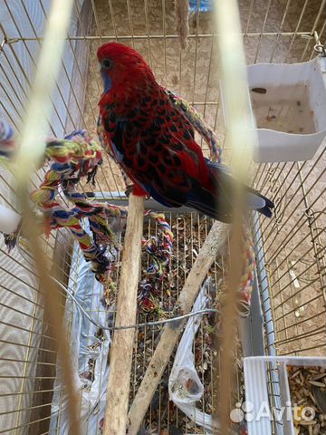 Попугай розелла