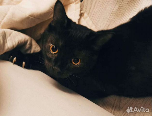 Вязка кошек бомбейской породы