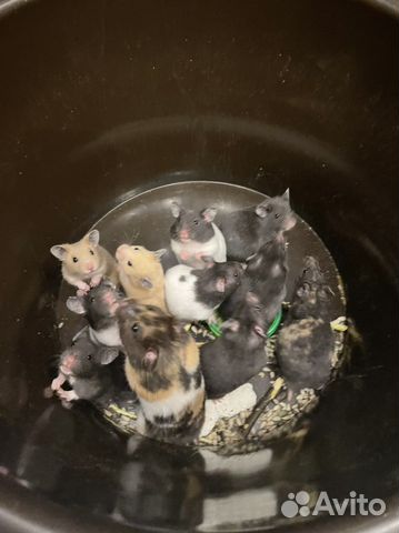 Сирийские хомячки