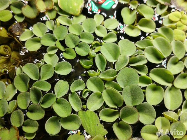 Сальвиния ушастая