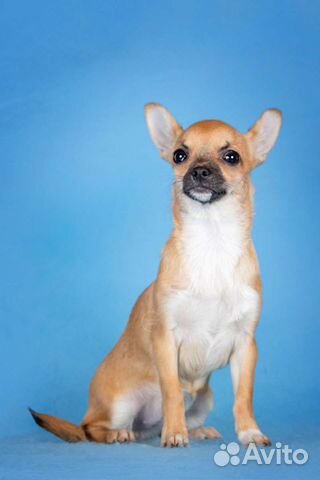 Чихуахуа девочка