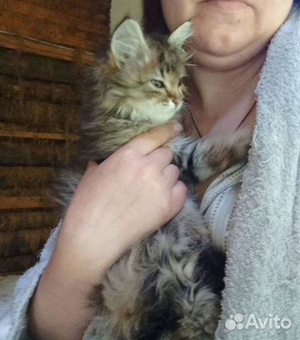 Пушистый котенок в добрые руки