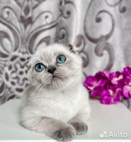 Ласковая шотландка