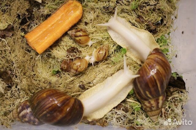 Улитки домашние