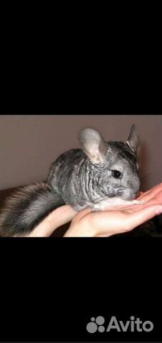 Шиншилла девочка
