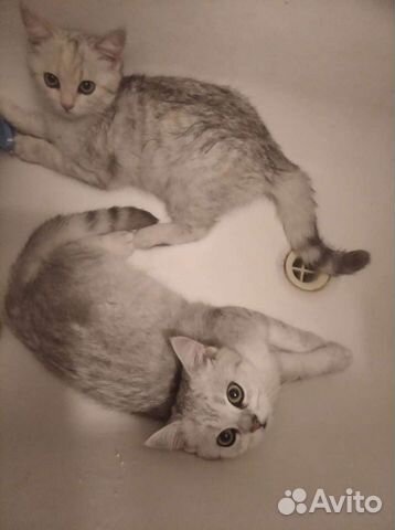 Шотландские прямоухие котята