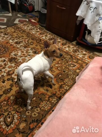 Ищем невесту для американского тойфокстерьера