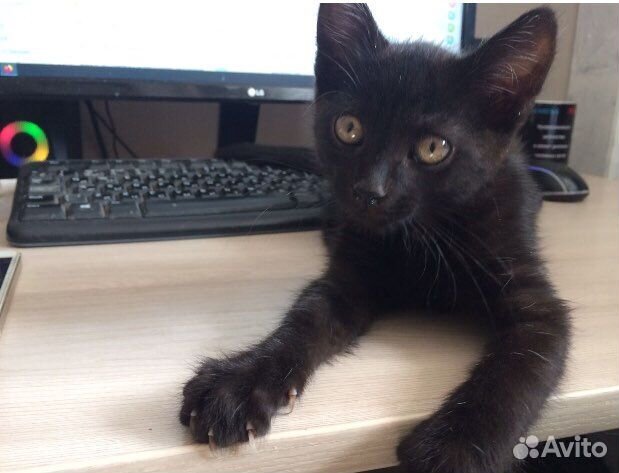Котята черныши дев и мал