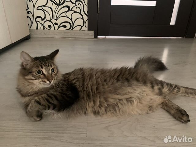 Кот Сэм