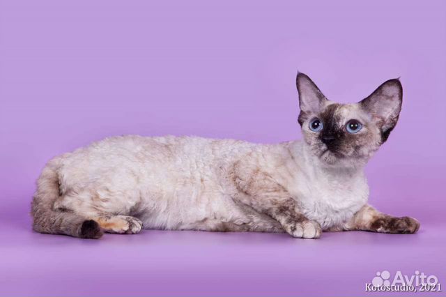 Кошечка Девон-рекс