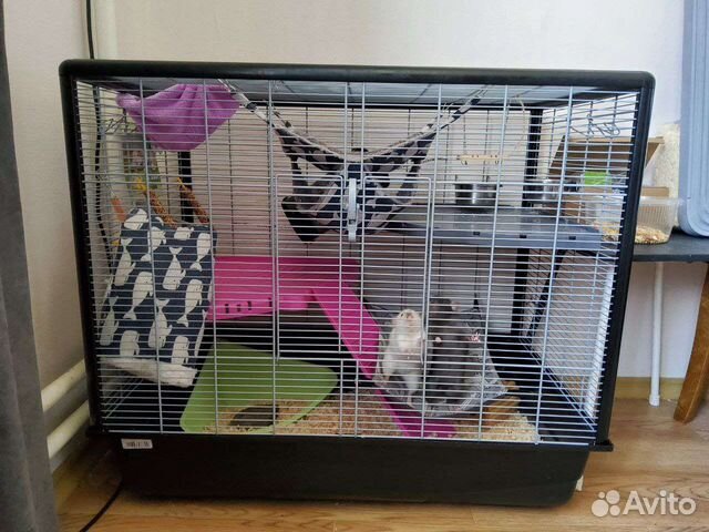 Крыски дамбо с клеткой