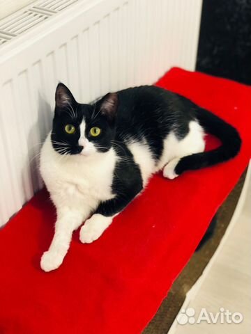 Молодая кошечка 7 мес стерилизована