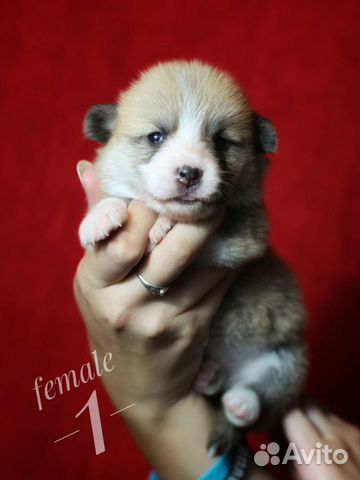 Коржики к раннему бронированию