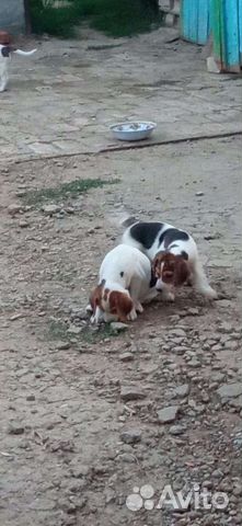 Гончие собаки