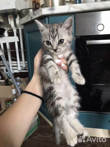 Котята помесь британки и обычного